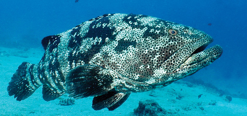 Liveaboard Scuba Diving on NAI'A - Fiji and Beyond