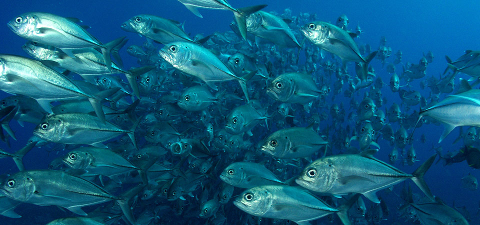 Liveaboard Scuba Diving on NAI'A - Fiji and Beyond