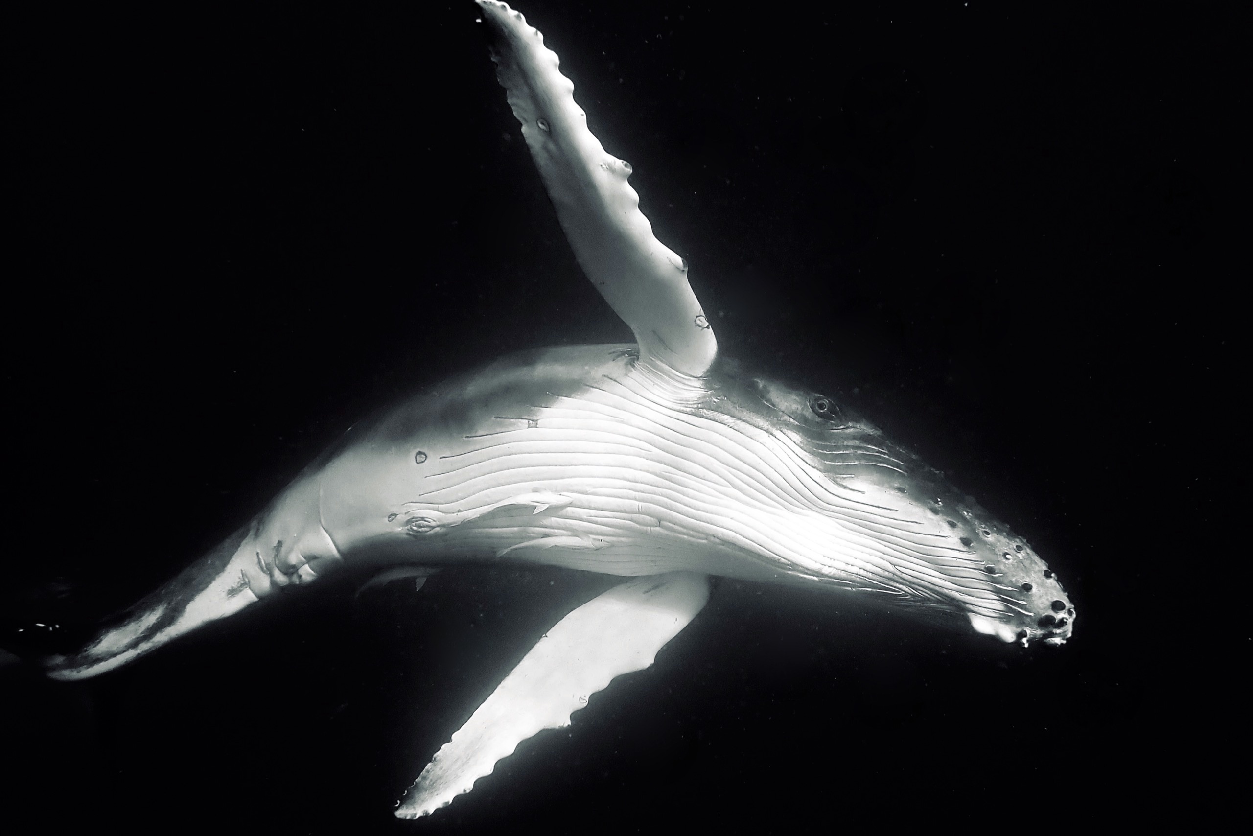 An OverWHALEming Experience!