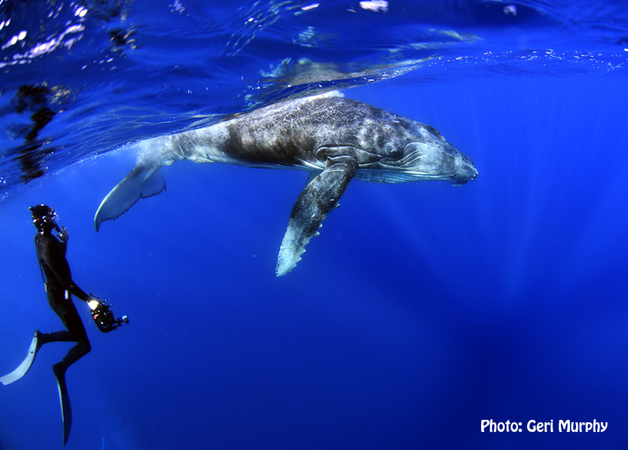 #BING! You'veGotWhale