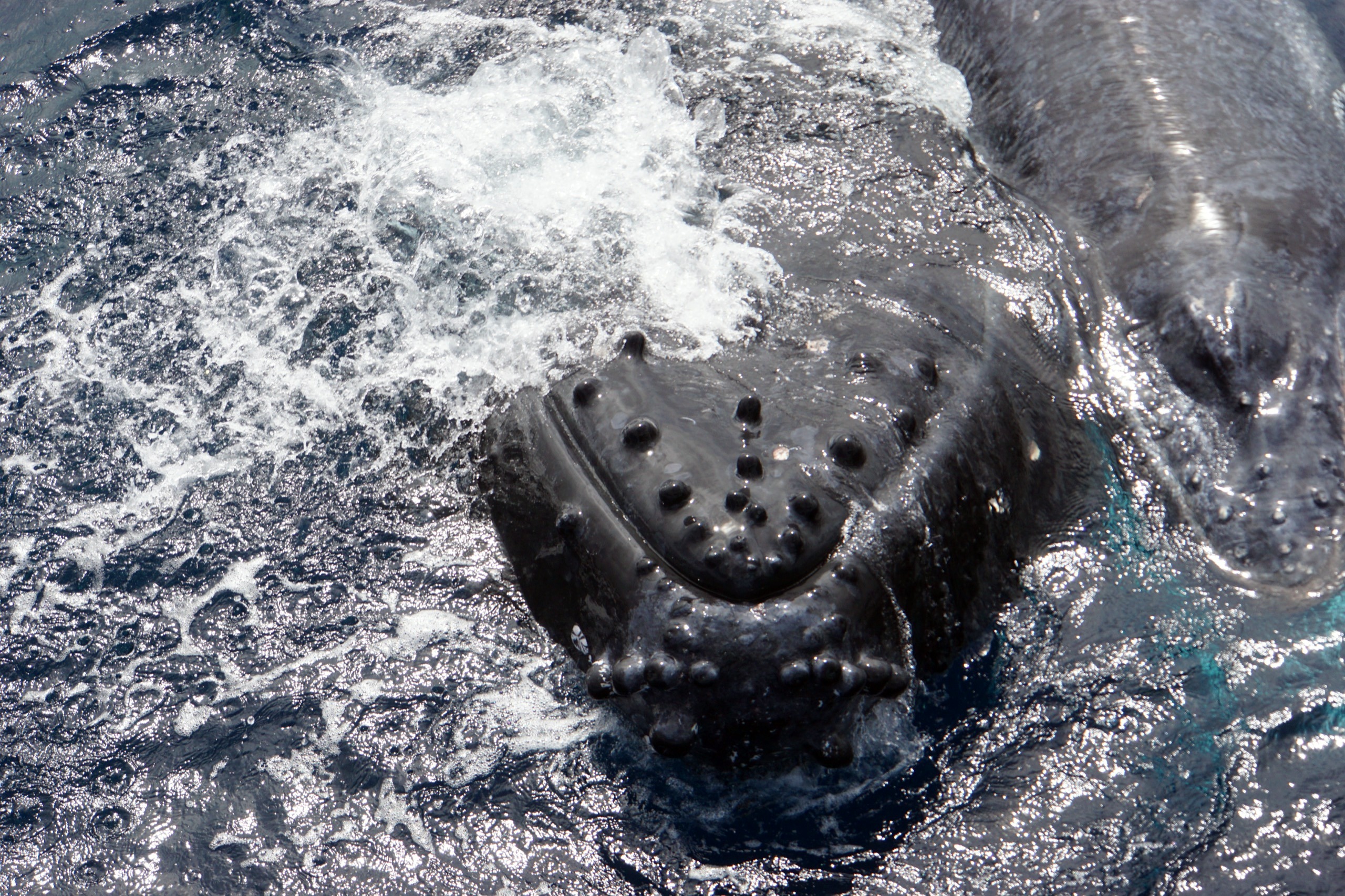 (Born To Be) WILD Earth Expeditions