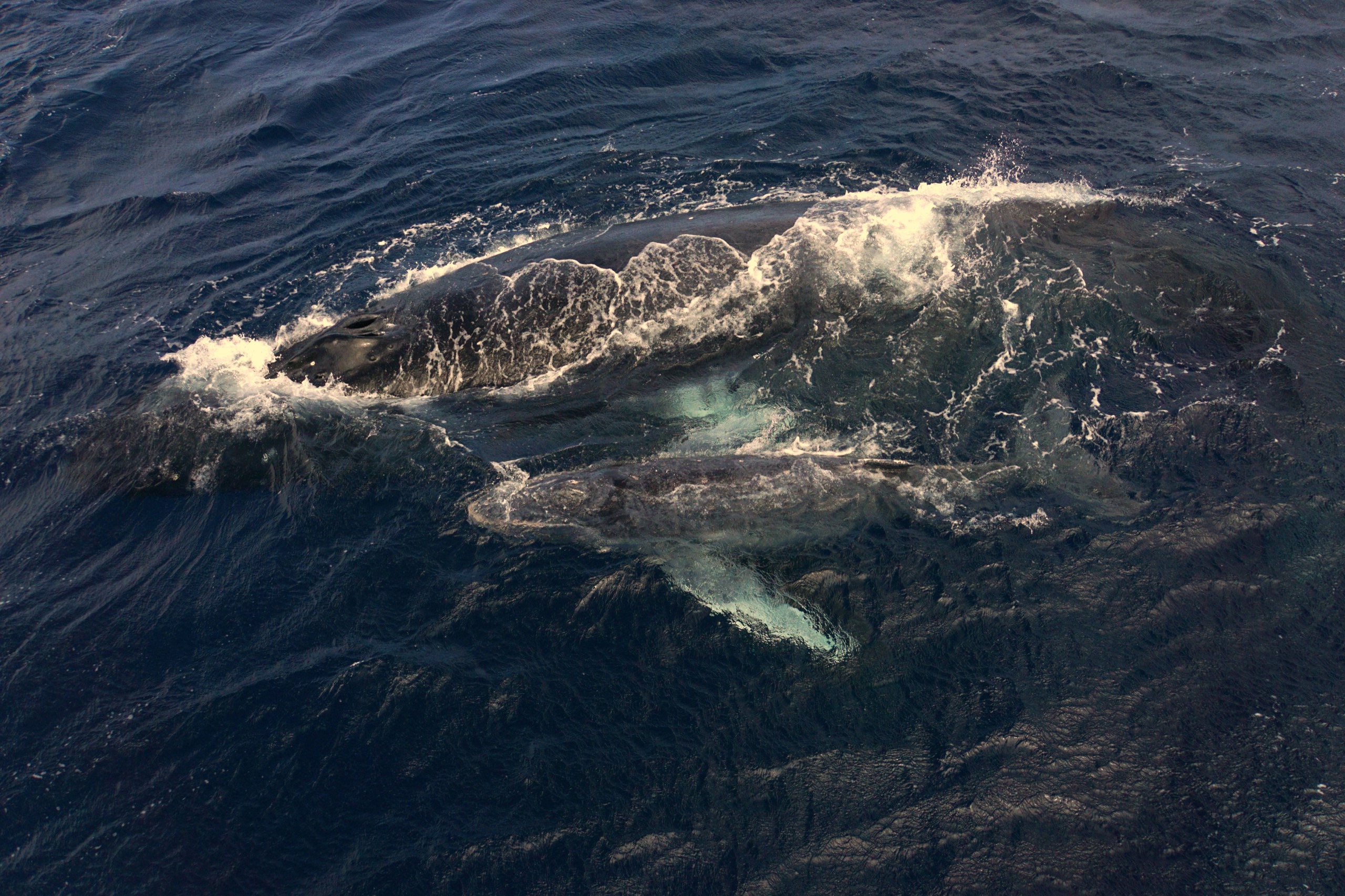 (Born To Be) WILD Earth Expeditions