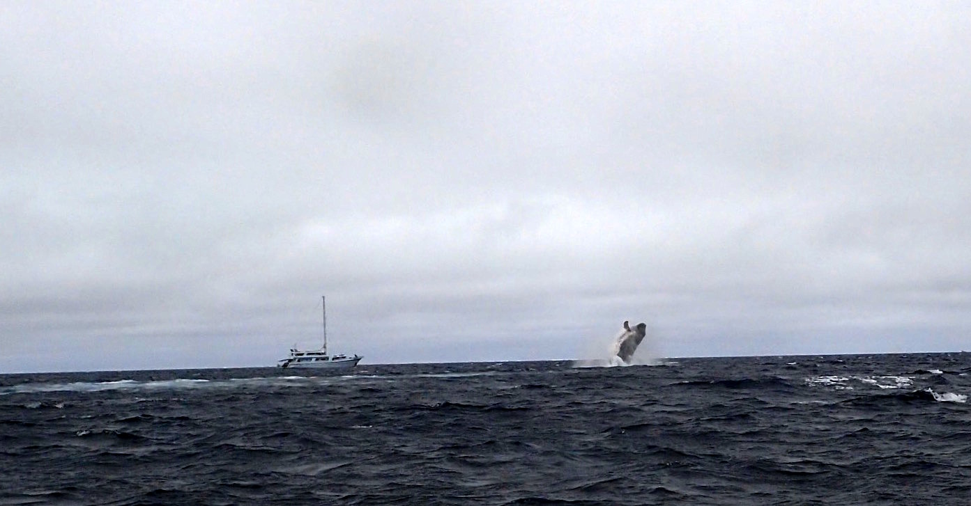 (Born To Be) WILD Earth Expeditions