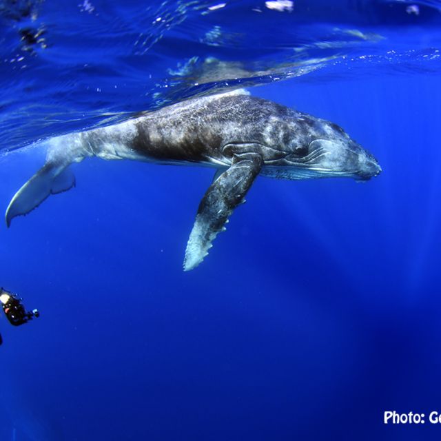 #BING! You'veGotWhale