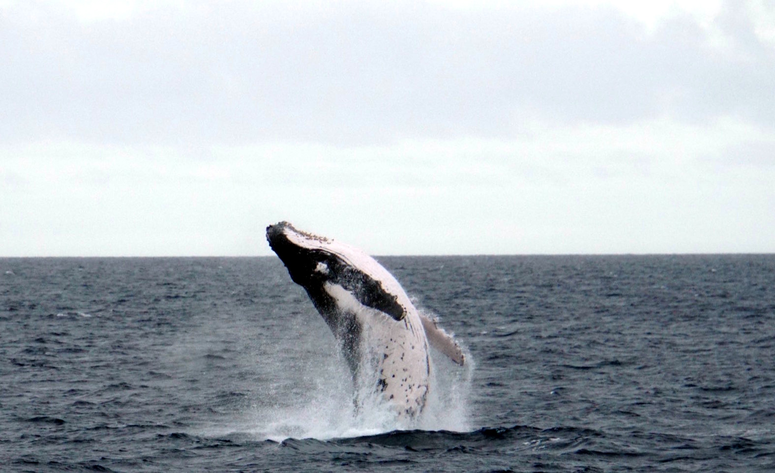 (Born To Be) WILD Earth Expeditions