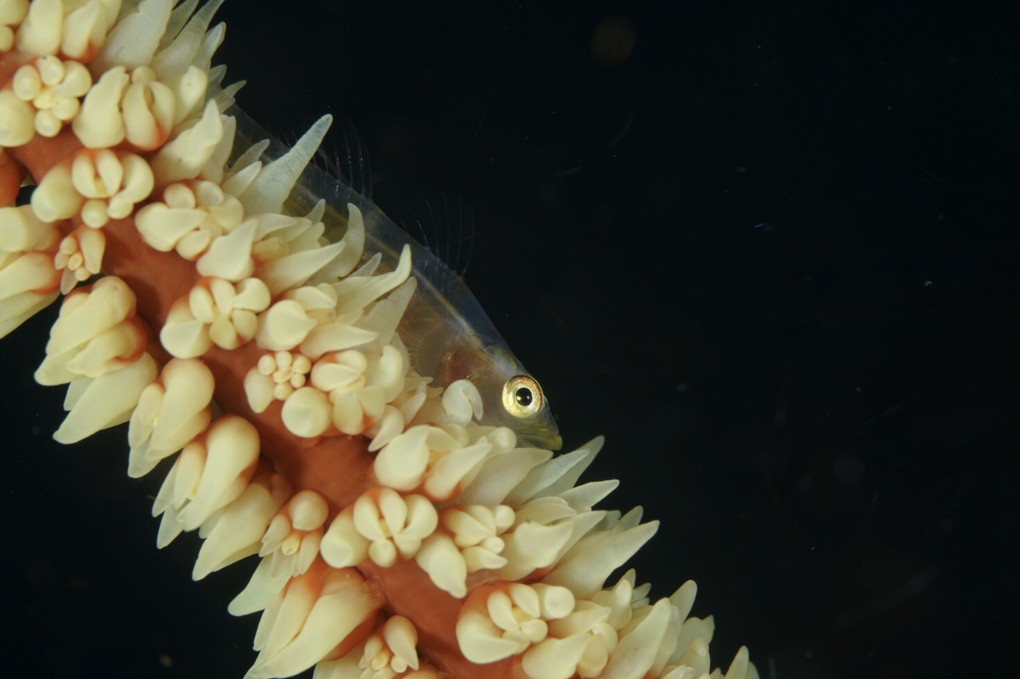 Back In It To Win It