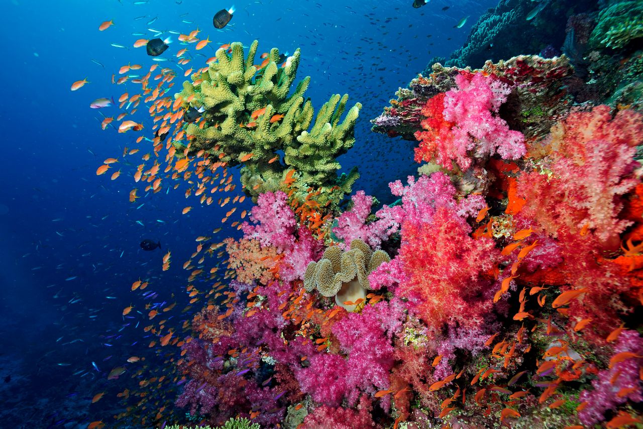 Fiji Liveaboard Diving - NAI'A