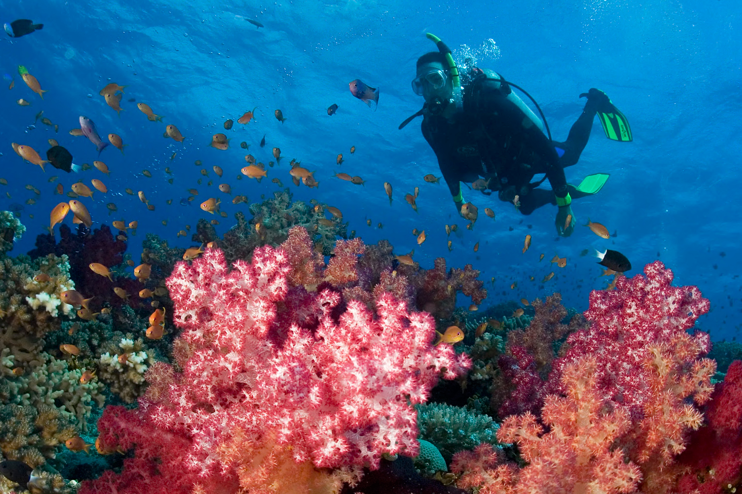 Why Does Fiji have the World's Best Scuba Diving? - NAI'A Fiji